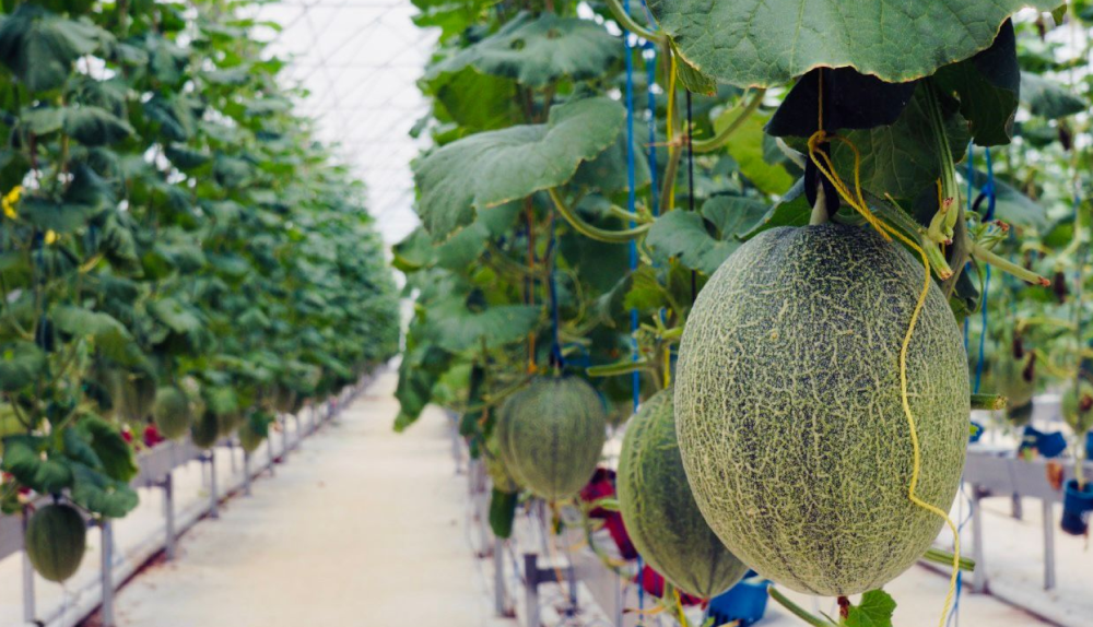 Indera Agri - Data Driven Farming